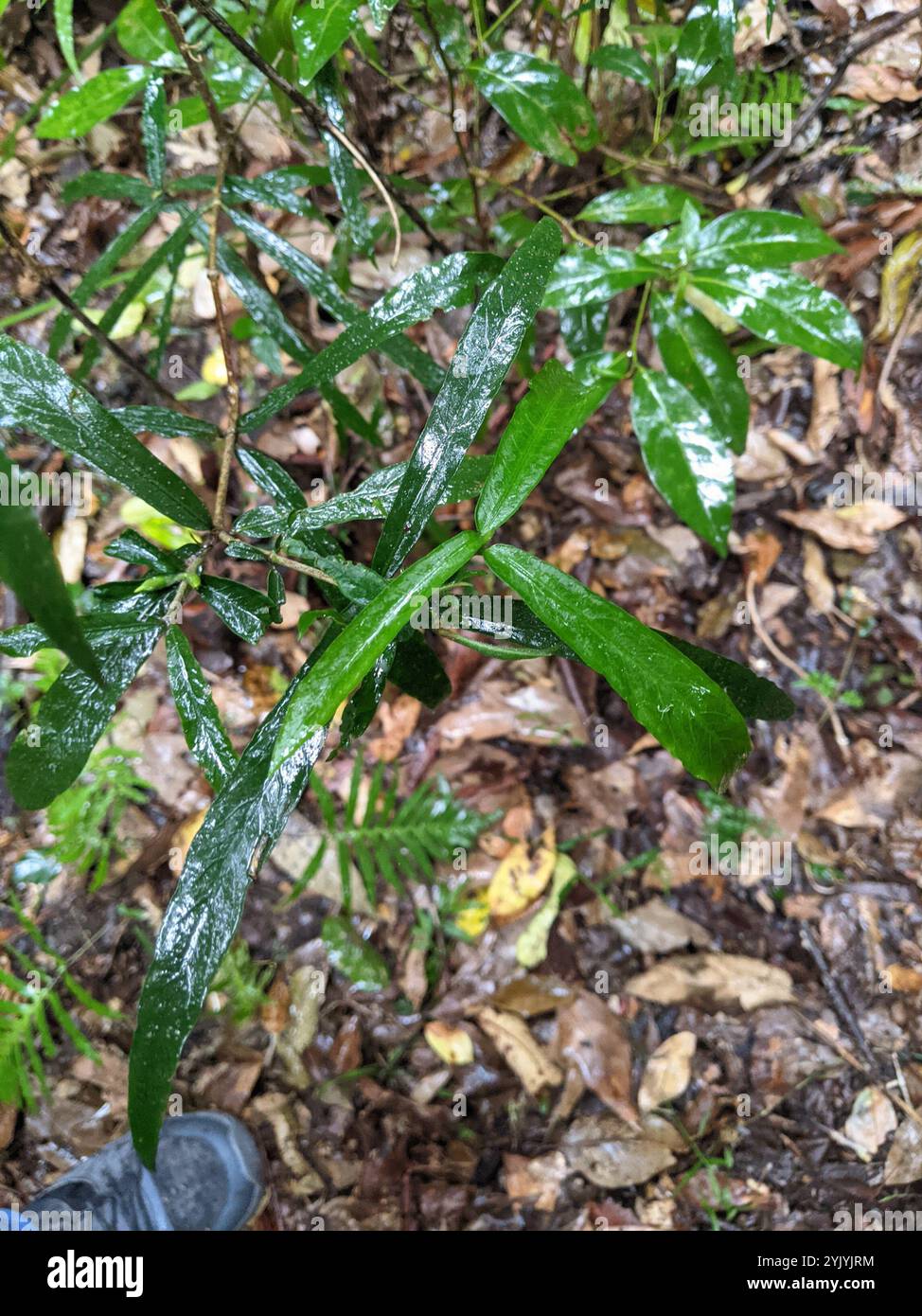 Atractocarpus hi-res stock photography and images - Alamy