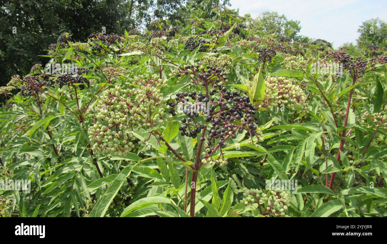 Dwarf Elder (Sambucus ebulus Stock Photo - Alamy
