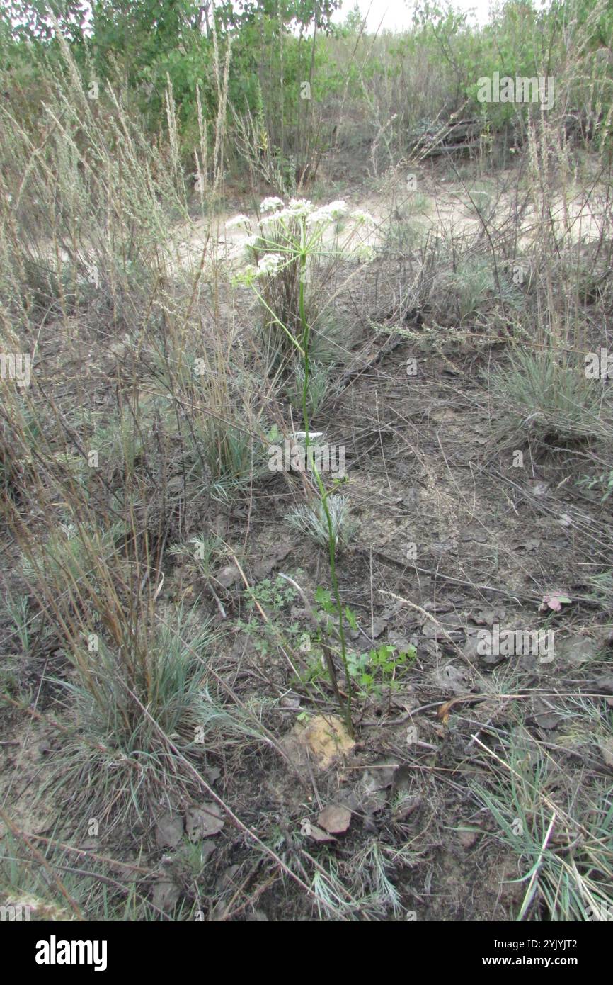 Mountain Parsley (Peucedanum oreoselinum Stock Photo - Alamy
