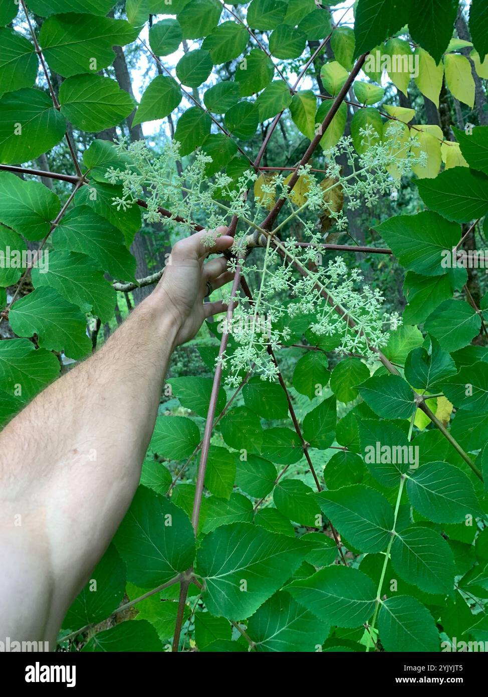 Japanese angelica tree (Aralia elata Stock Photo - Alamy