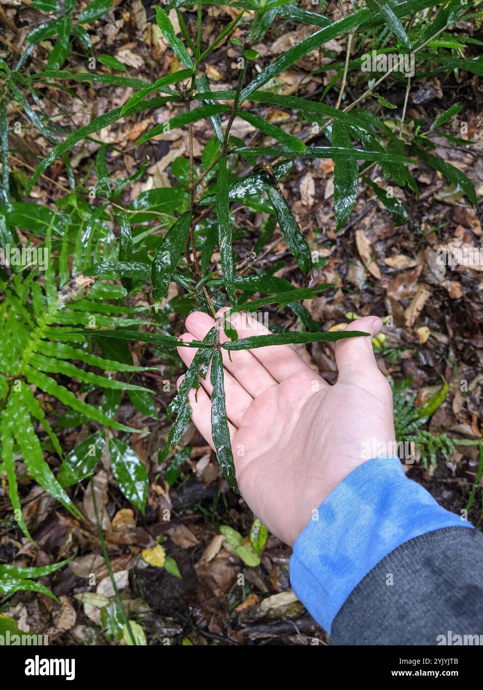 narrow-leaved gardenia (Atractocarpus chartaceus Stock Photo - Alamy