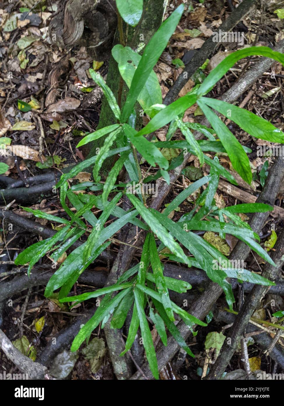 Atractocarpus hi-res stock photography and images - Alamy
