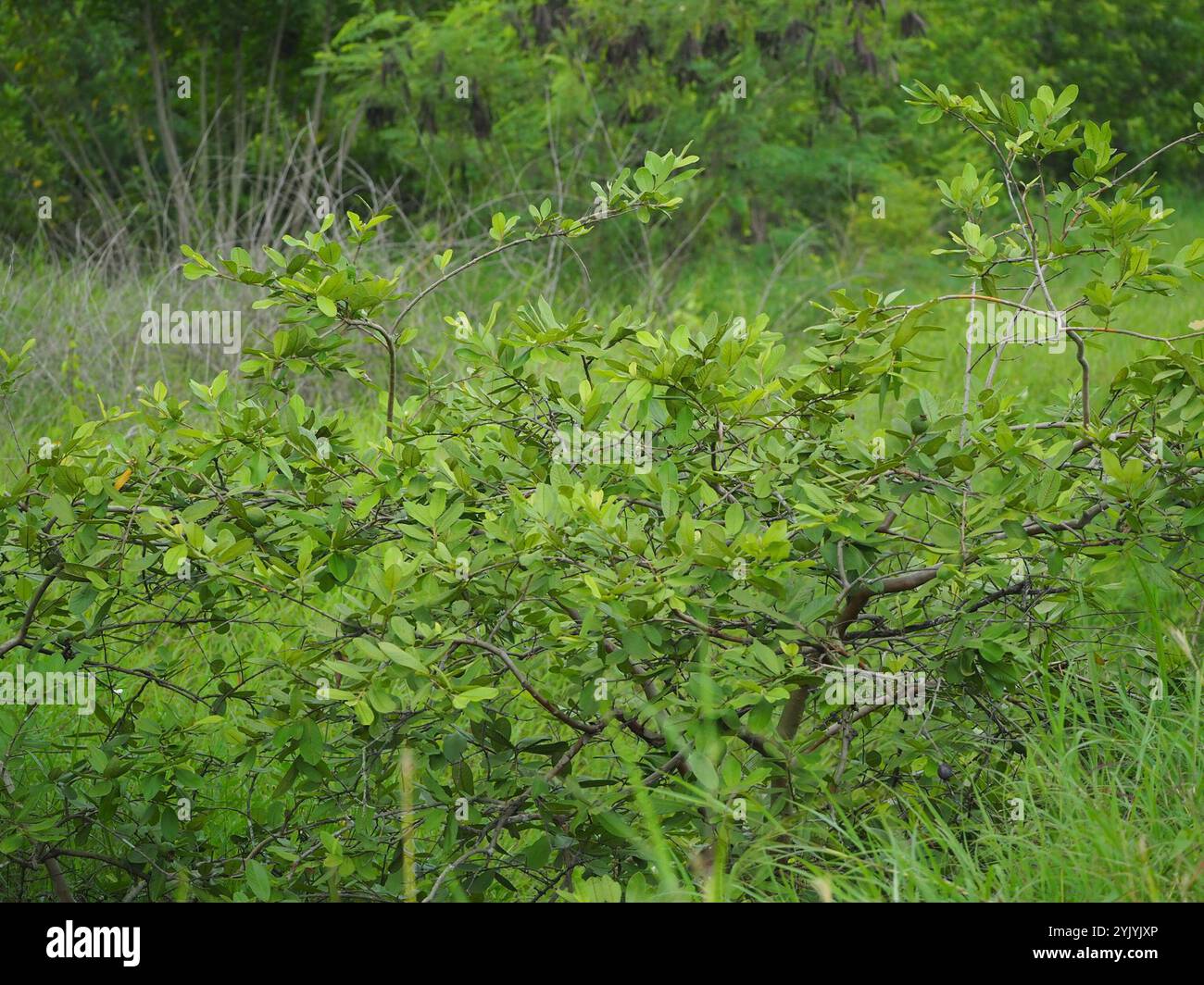 Common guava (Psidium guajava Stock Photo - Alamy