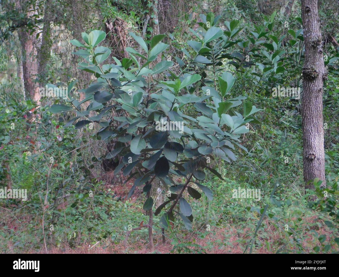 autograph tree (Clusia rosea Stock Photo - Alamy