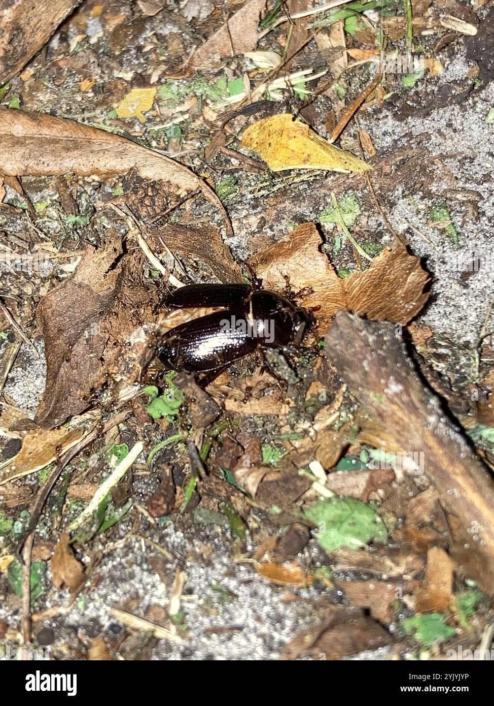 Rhinoceros Beetles (Dynastinae Stock Photo - Alamy