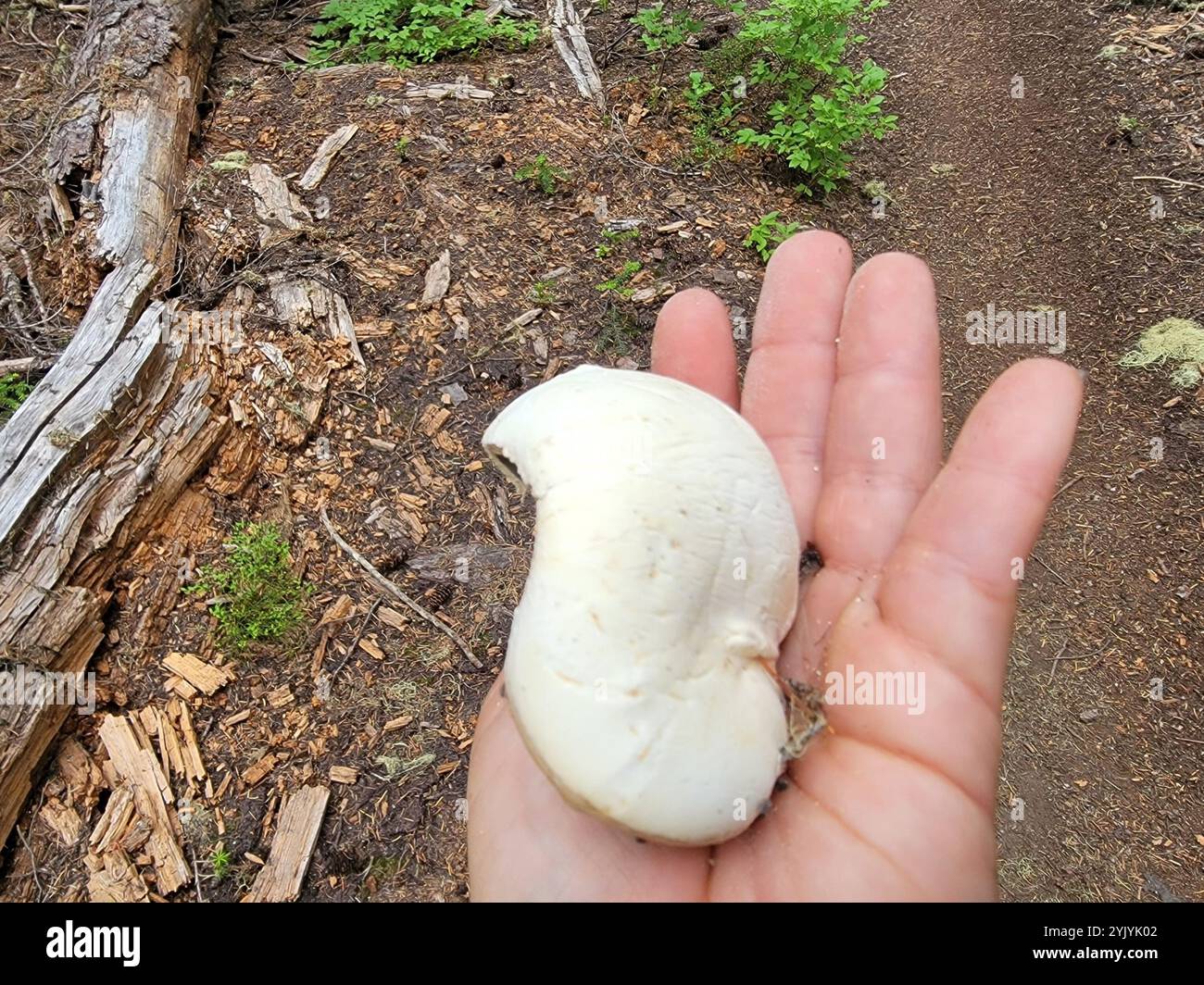 Cryptoporus hi-res stock photography and images - Alamy