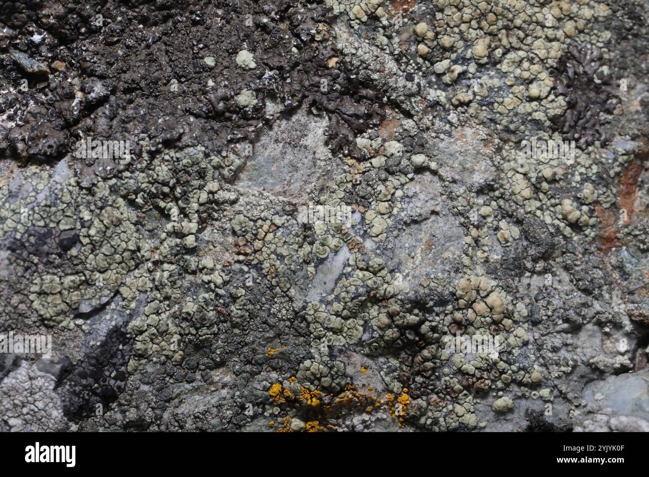 Tile Lichens (Lecidea Stock Photo - Alamy