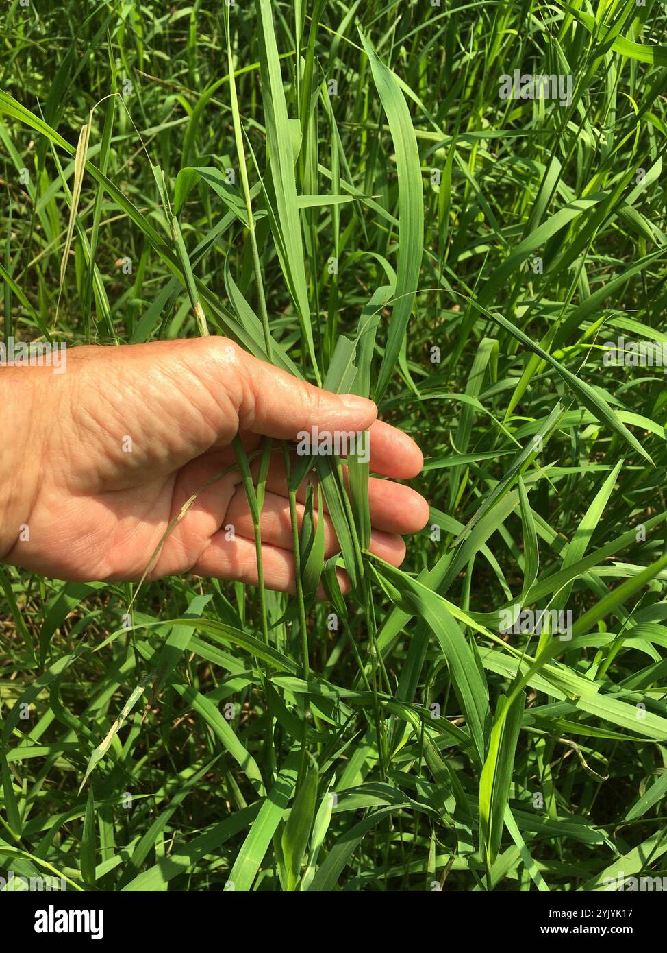 rice cutgrass (Leersia oryzoides Stock Photo - Alamy