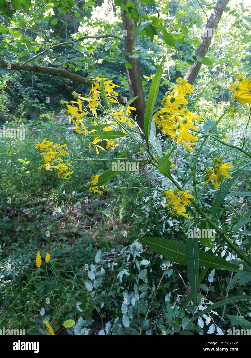 Wingstem (Verbesina alternifolia Stock Photo - Alamy
