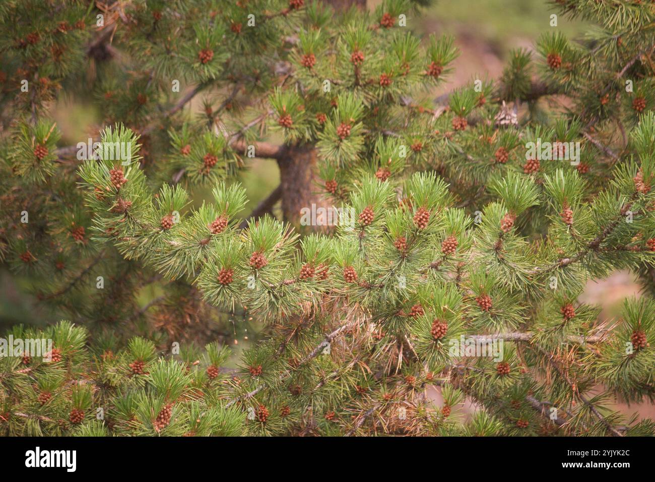 lodgepole pine (Pinus contorta Stock Photo - Alamy