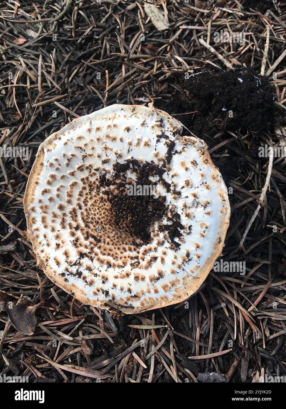 Freckled Dapperling (Echinoderma asperum Stock Photo - Alamy