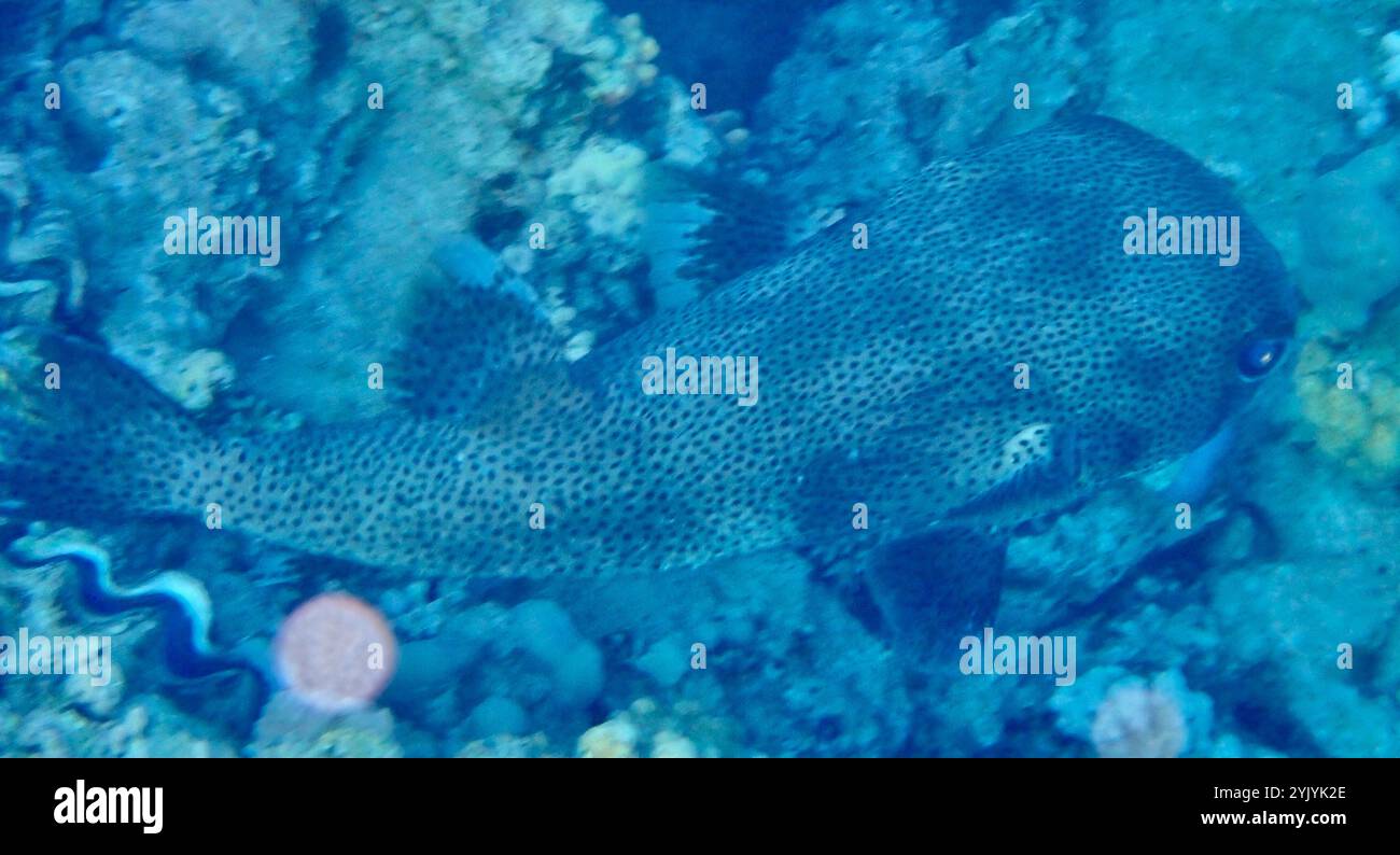 Spotted Porcupinefish (Diodon hystrix Stock Photo - Alamy