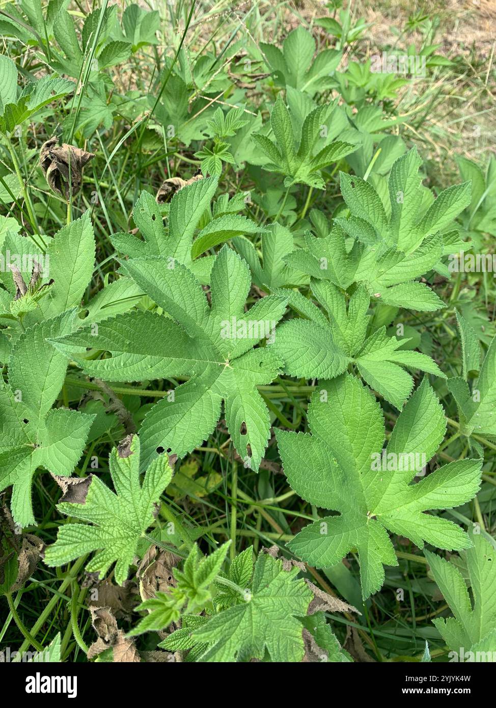 Japanese Hops (Humulus scandens Stock Photo - Alamy