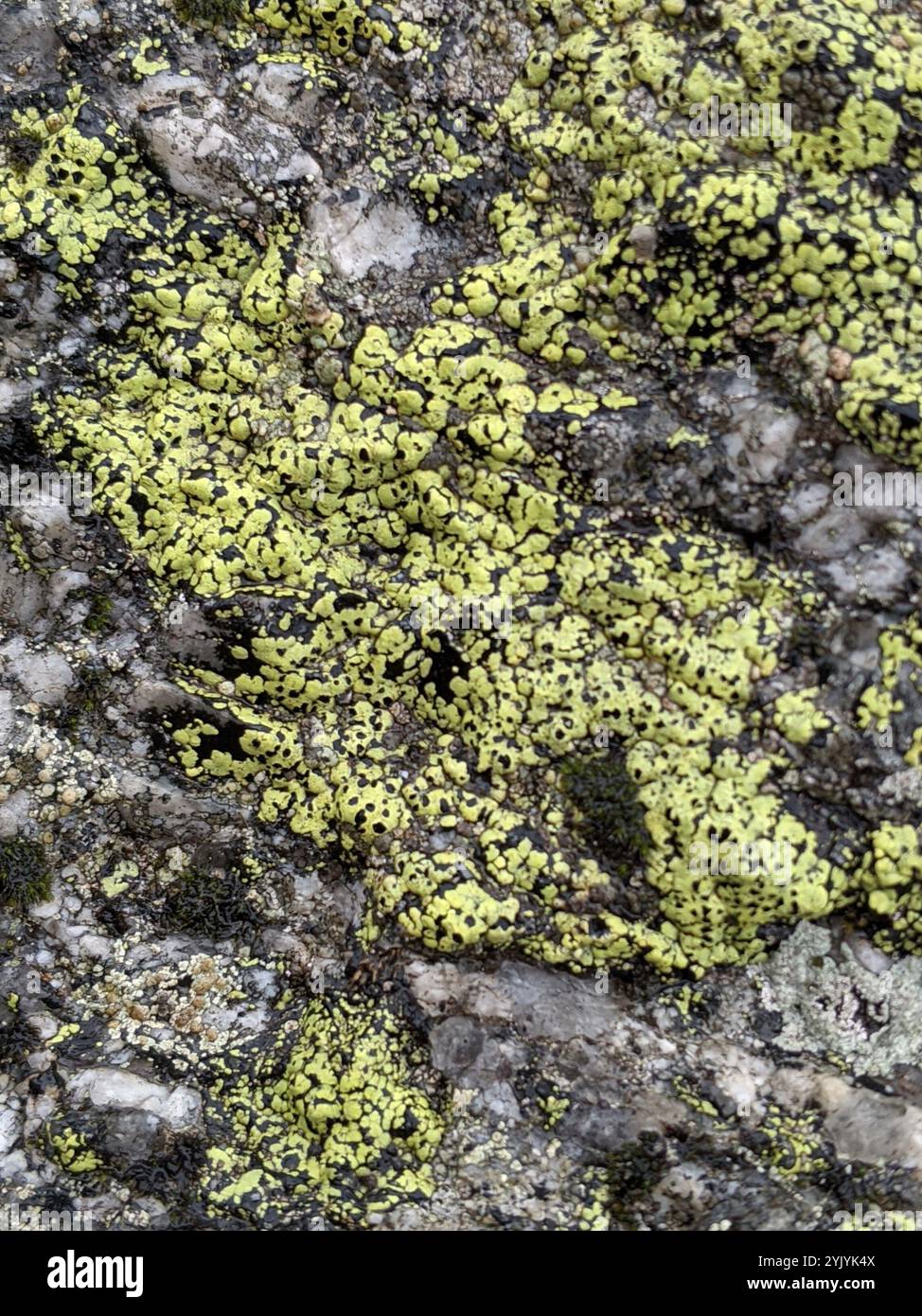 yellow map lichen (Rhizocarpon geographicum Stock Photo - Alamy