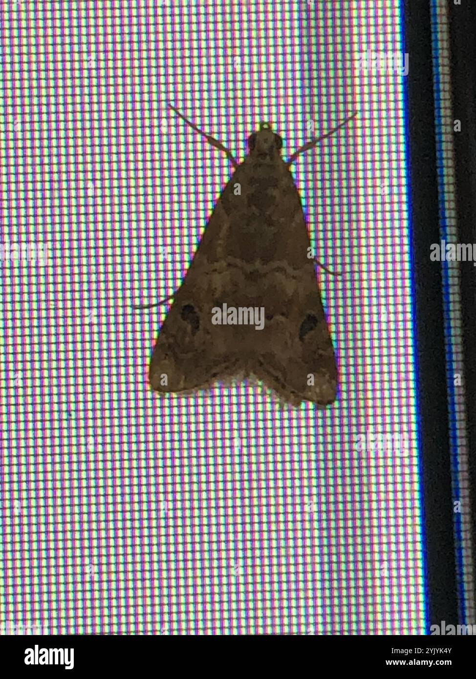 Cabbage Webworm Moth (Hellula rogatalis Stock Photo - Alamy