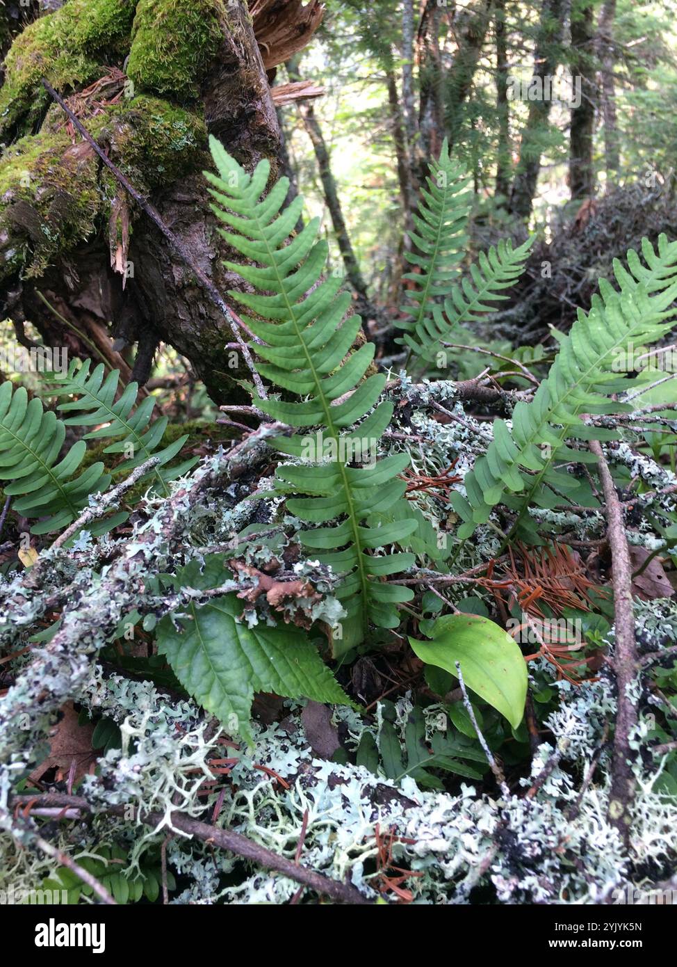 rock polypody (Polypodium virginianum Stock Photo - Alamy