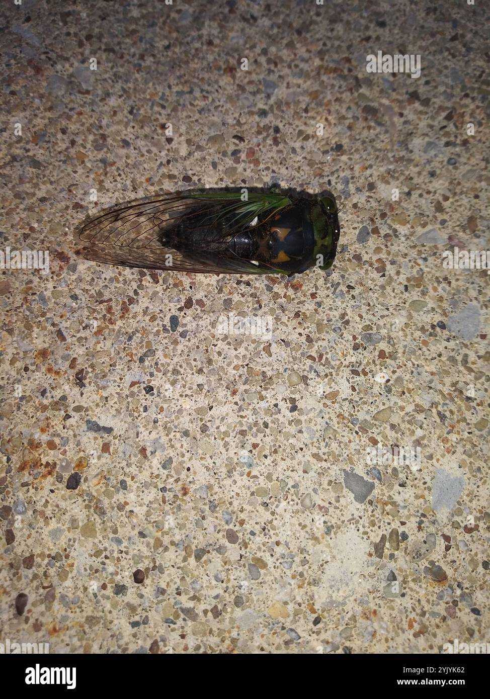 Common Swamp Cicada (Neotibicen tibicen tibicen Stock Photo - Alamy