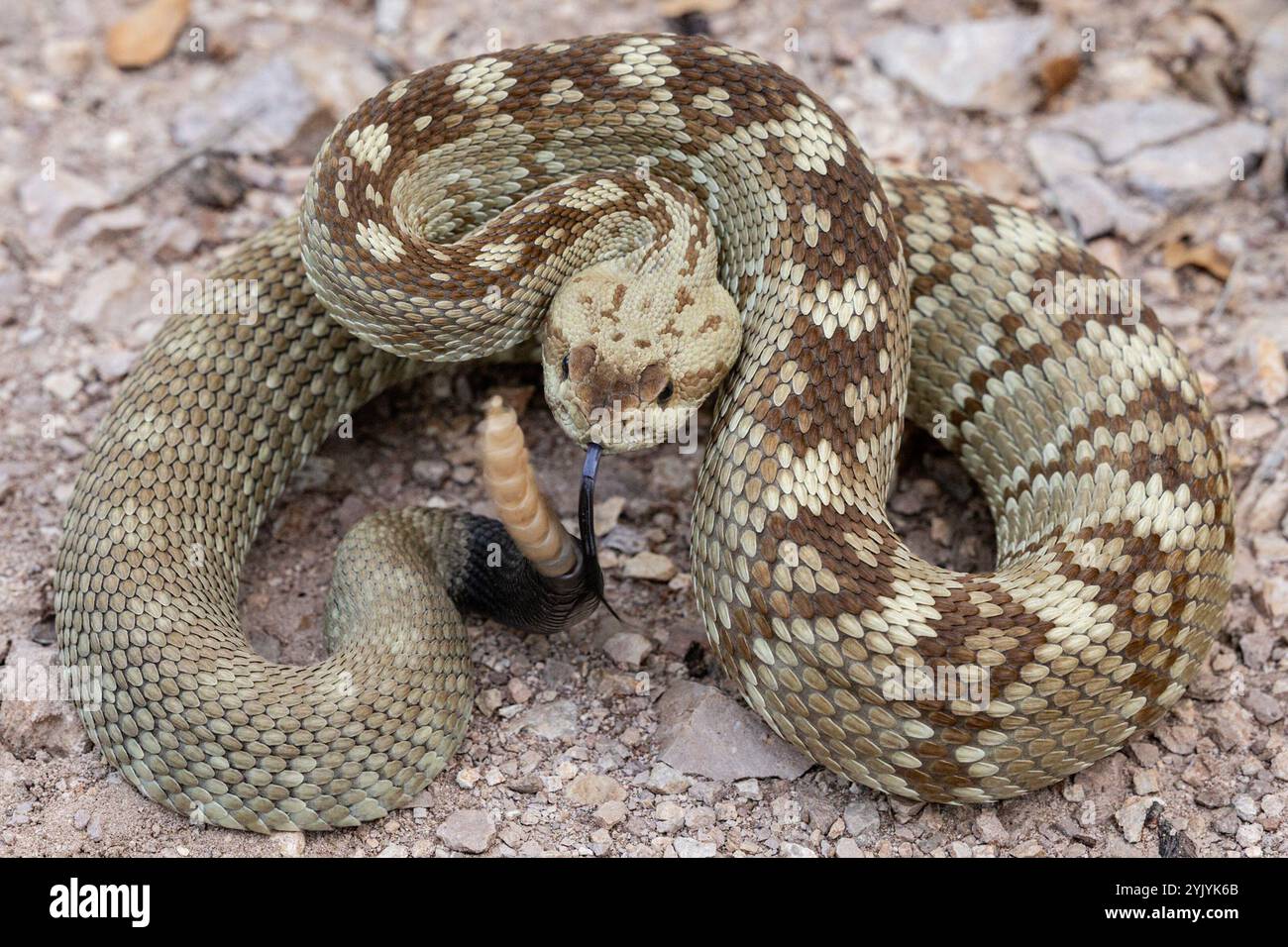 Eastern black tailed rattlesnake crotalus ornatus hi-res stock ...
