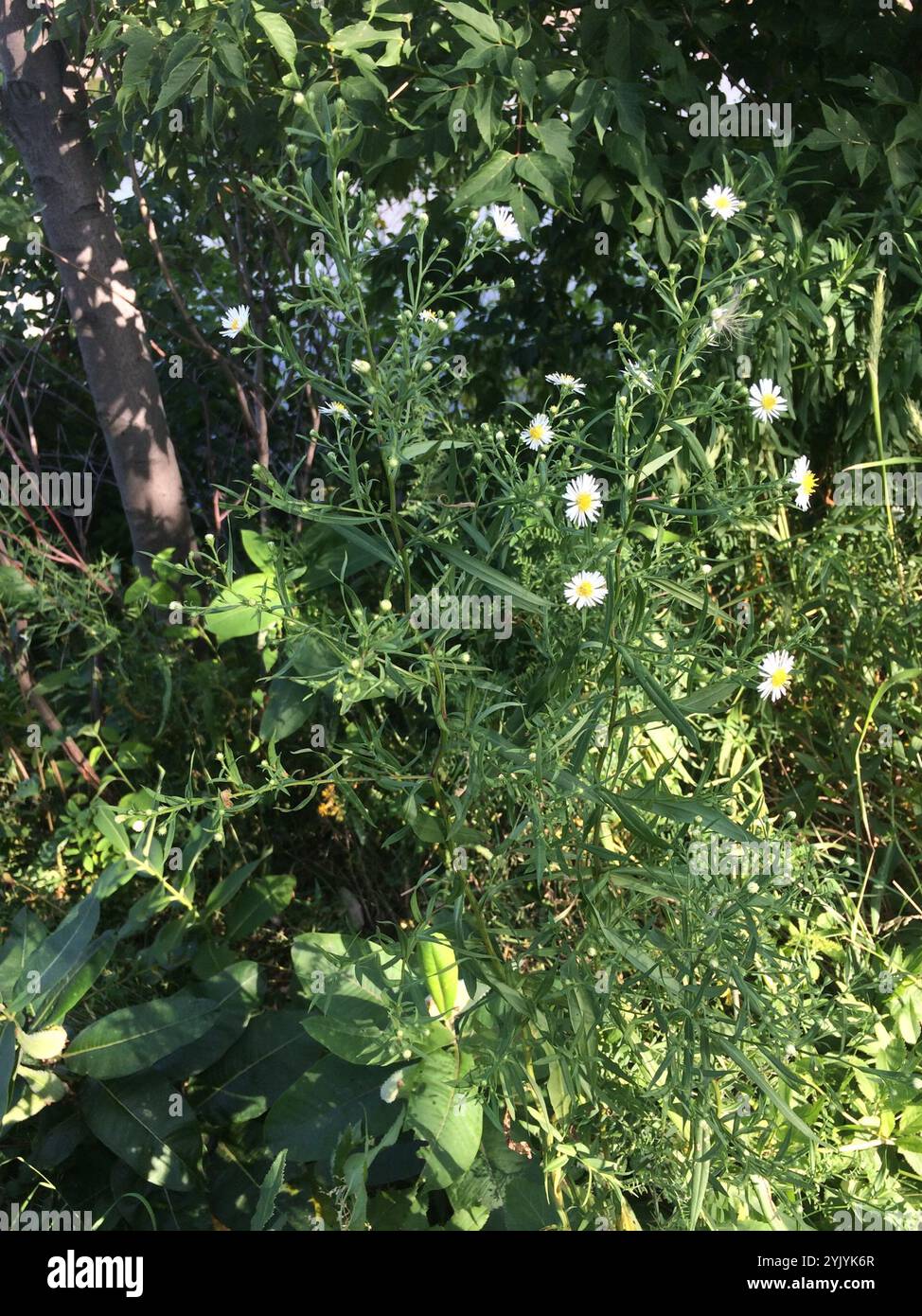 common panicled aster (Symphyotrichum lanceolatum lanceolatum Stock ...