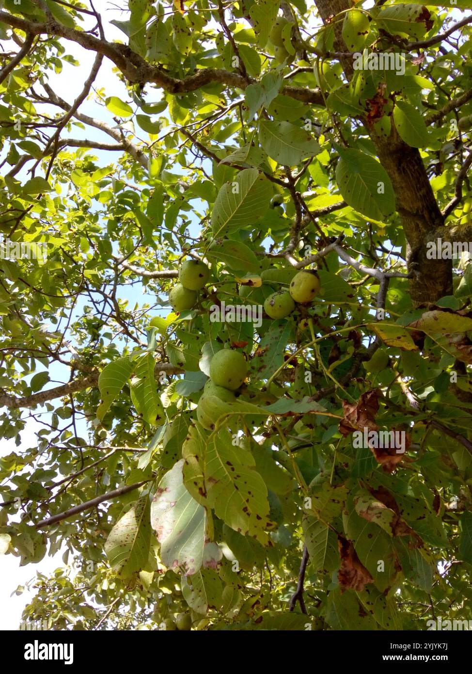 Persian walnut (Juglans regia Stock Photo - Alamy