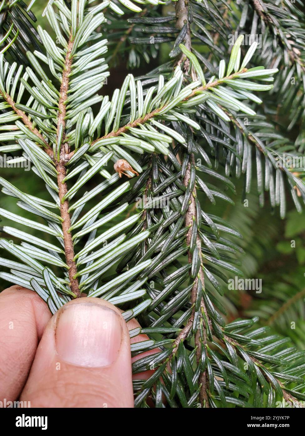 Pacific silver fir (Abies amabilis Stock Photo - Alamy