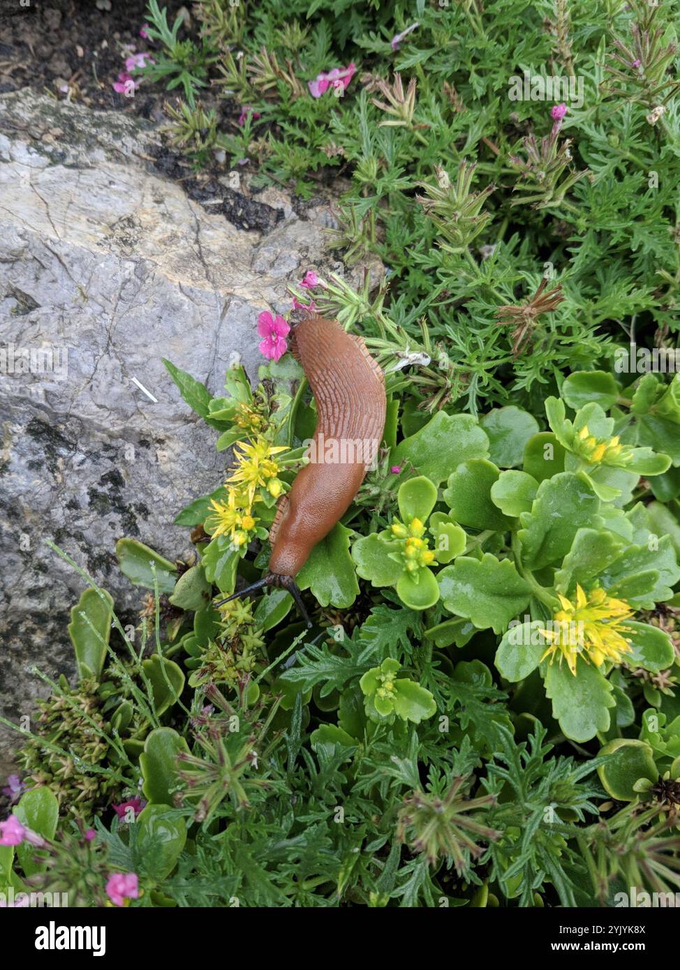Spanish Slug (Arion vulgaris Stock Photo - Alamy
