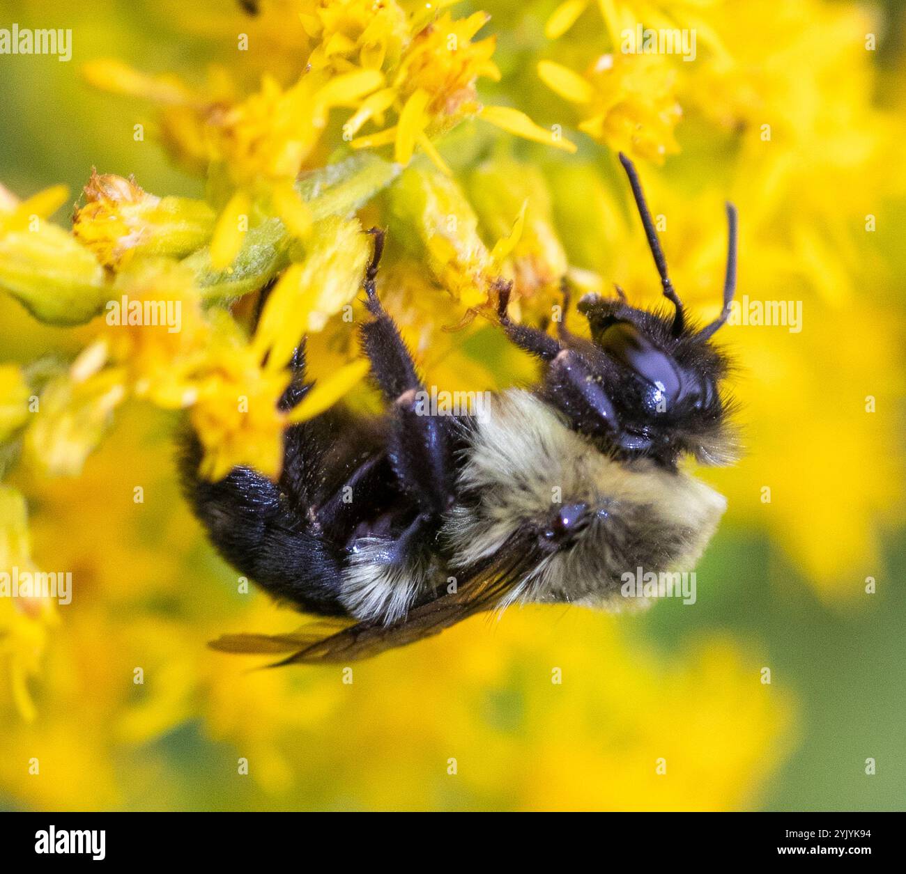 Common Eastern Bumble Bee (Bombus impatiens Stock Photo - Alamy