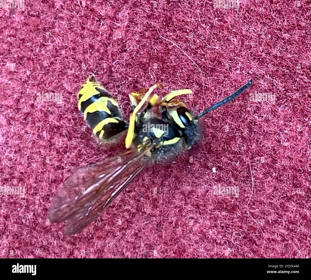 Eastern Yellowjacket (Vespula maculifrons Stock Photo - Alamy