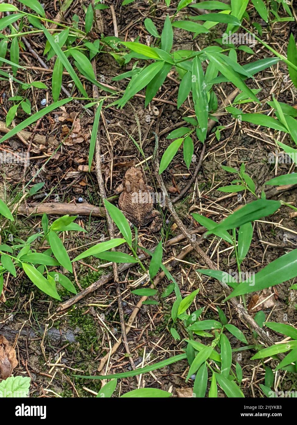 Japanese stiltgrass (Microstegium vimineum Stock Photo - Alamy