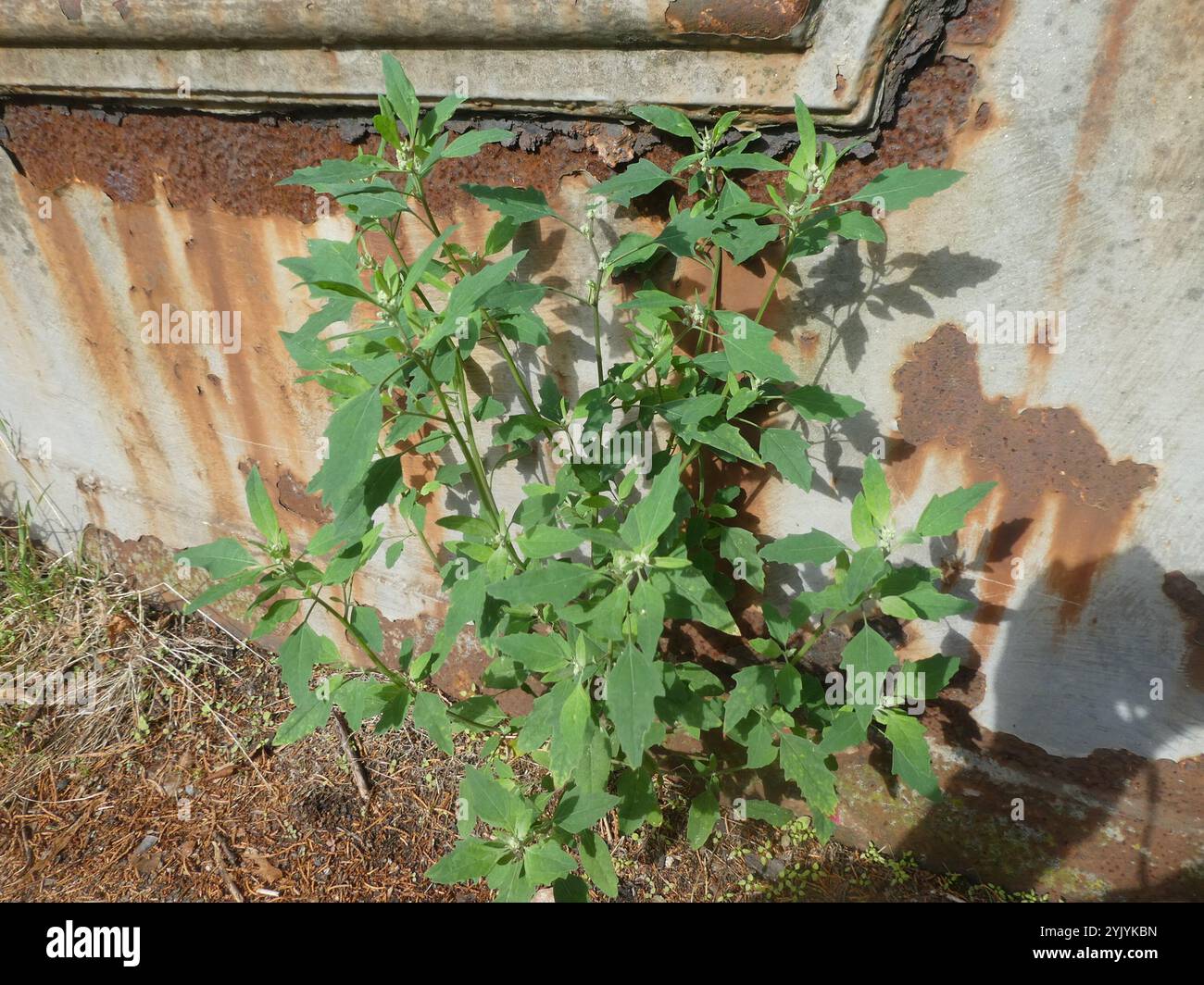 Common Lambsquarters (Chenopodium album Stock Photo - Alamy