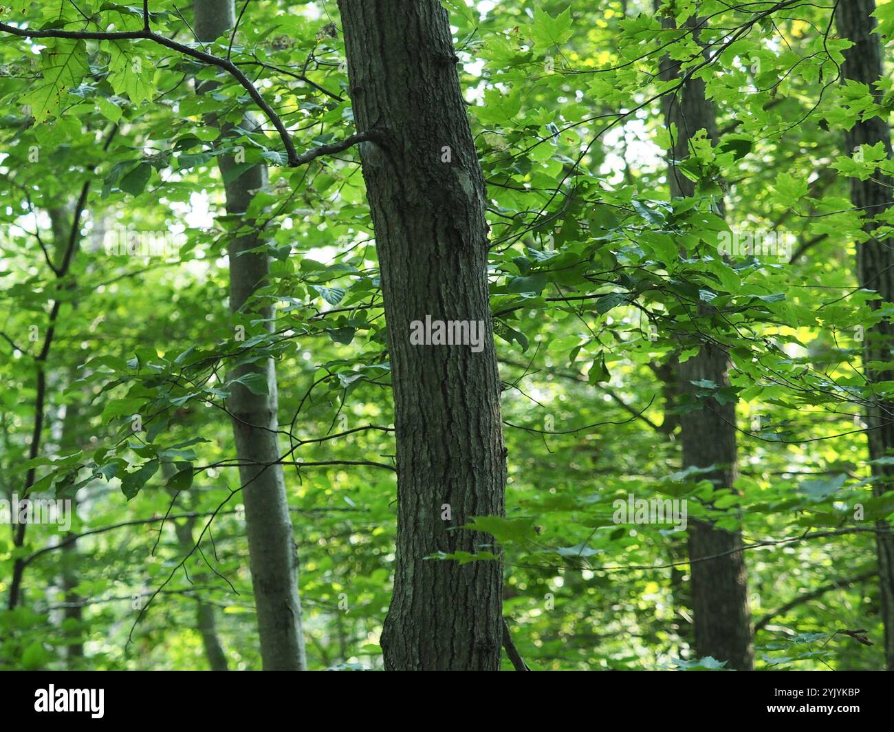 black oak (Quercus velutina Stock Photo - Alamy