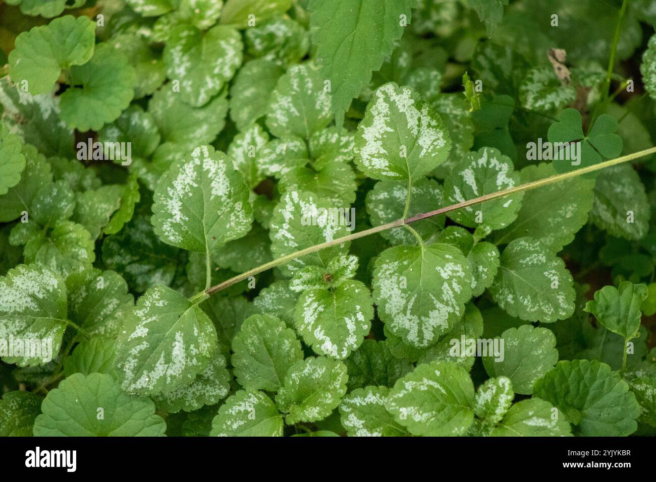 Variegated Yellow Archangel (Lamium galeobdolon argentatum Stock Photo ...