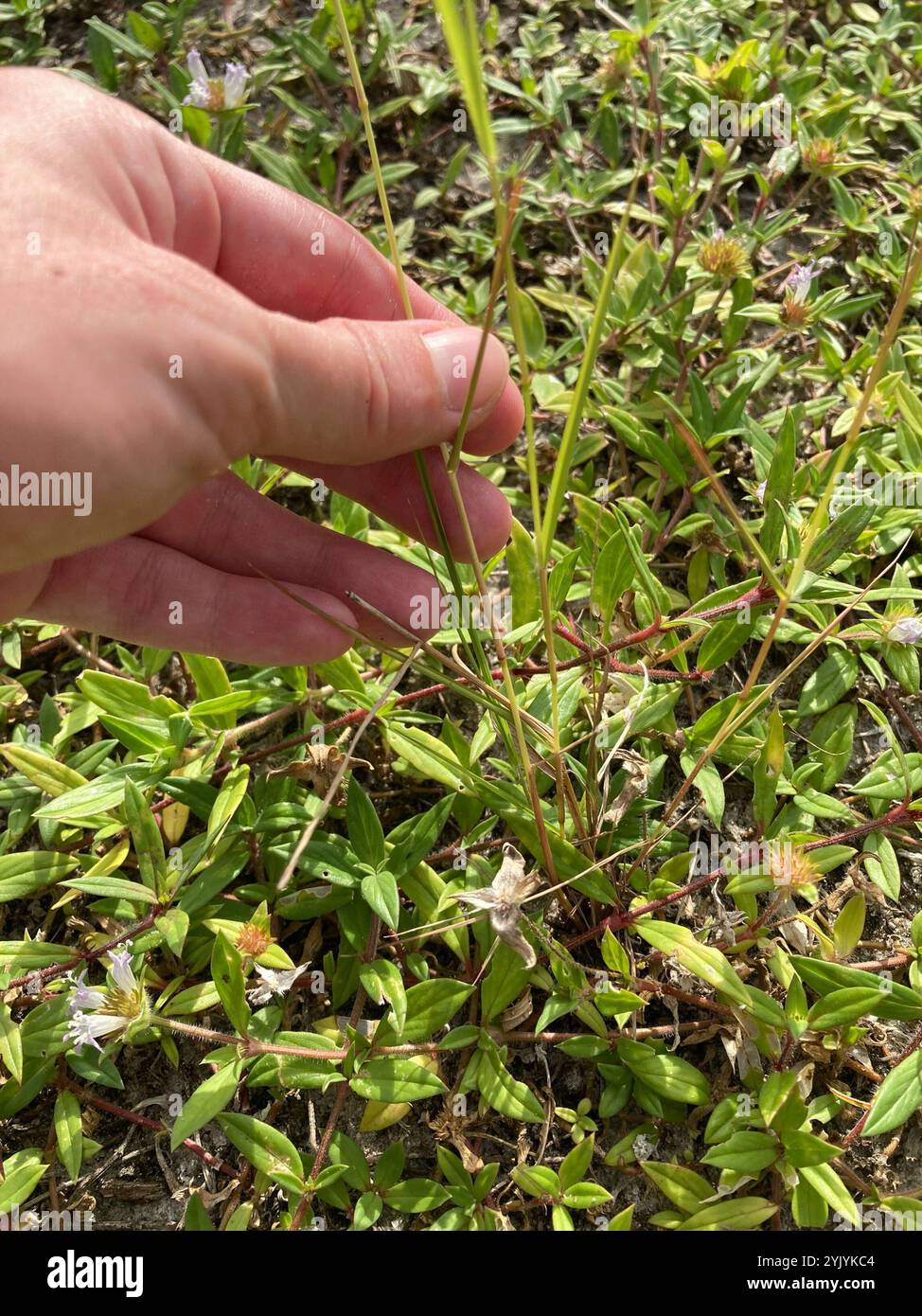 Gophertail Lovegrass (Eragrostis ciliaris Stock Photo - Alamy