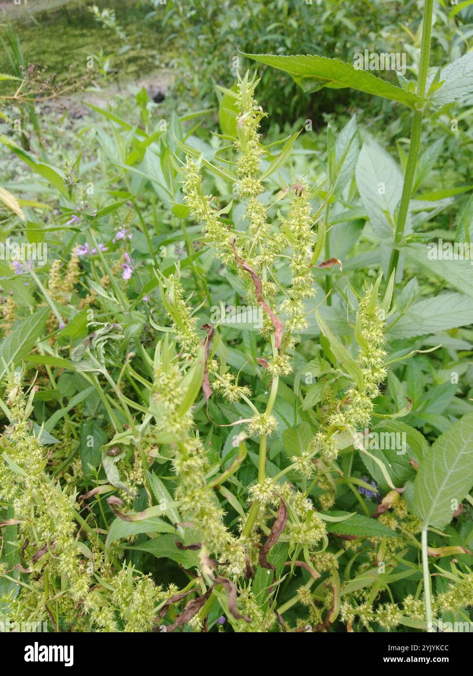 Golden Dock (Rumex maritimus Stock Photo - Alamy