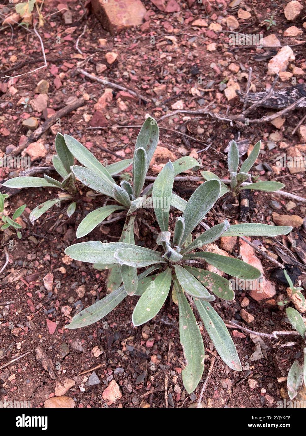 White Mountain Ragwort (Packera cynthioides Stock Photo - Alamy