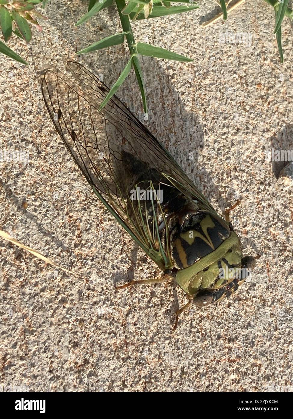 Resh cicada hi-res stock photography and images - Alamy