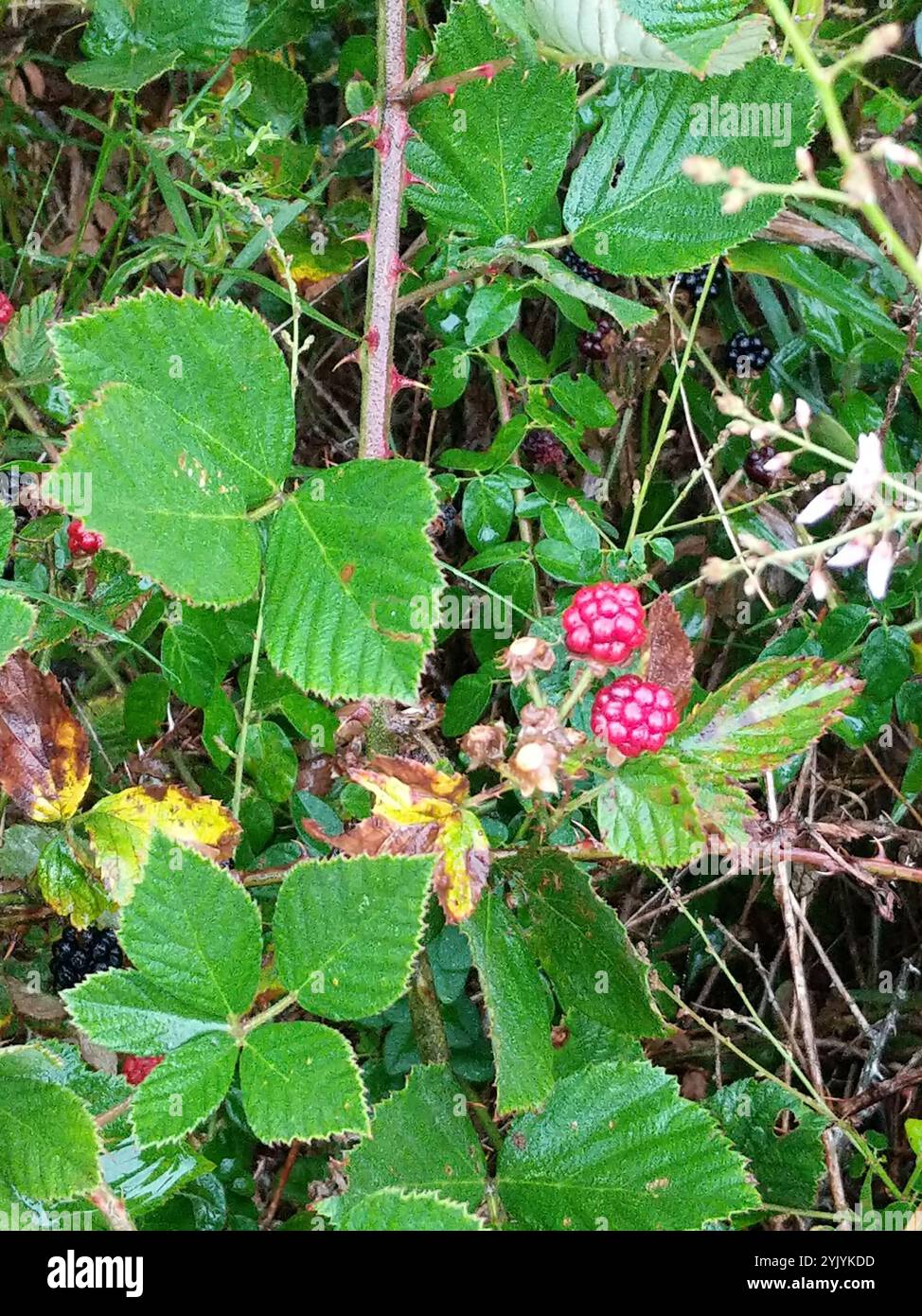 sand blackberry (Rubus cuneifolius Stock Photo - Alamy