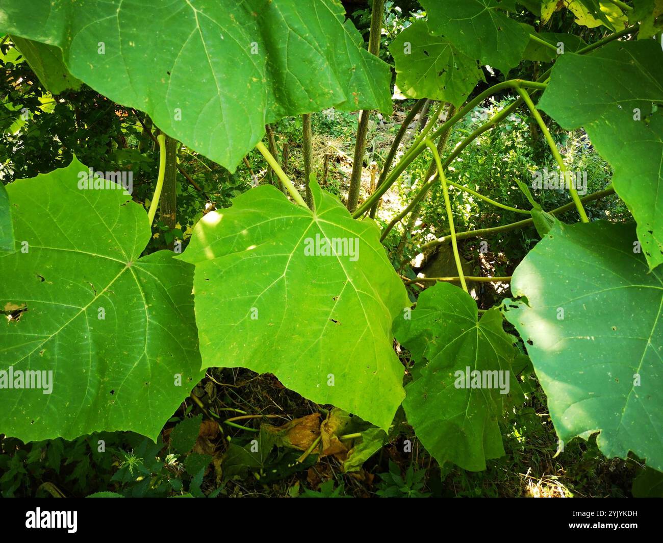 princess tree (Paulownia tomentosa Stock Photo - Alamy