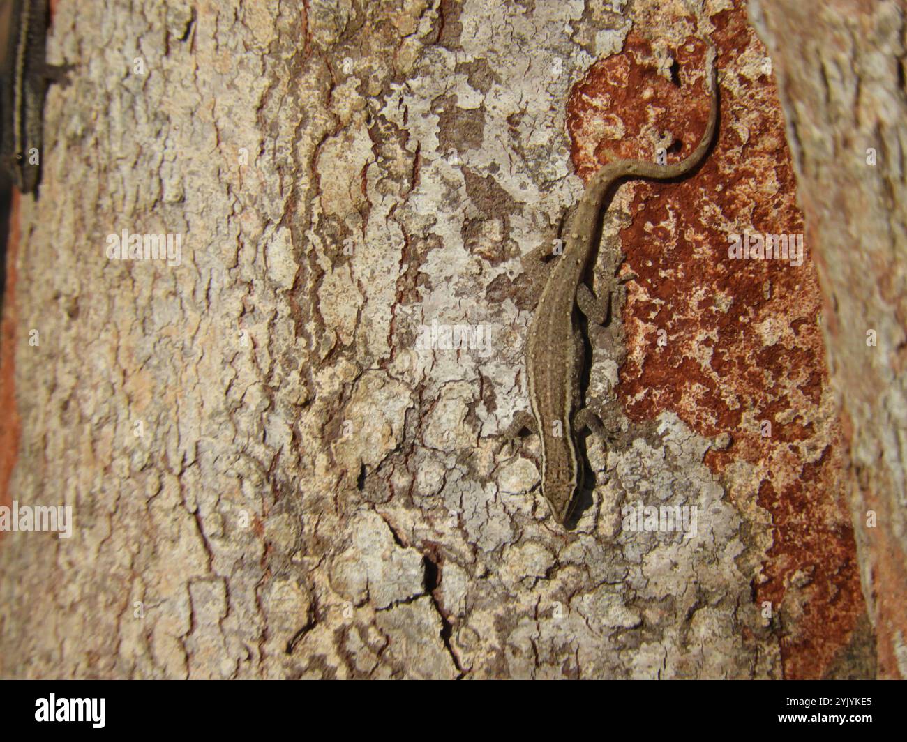 Common Dwarf Gecko (Lygodactylus capensis Stock Photo - Alamy