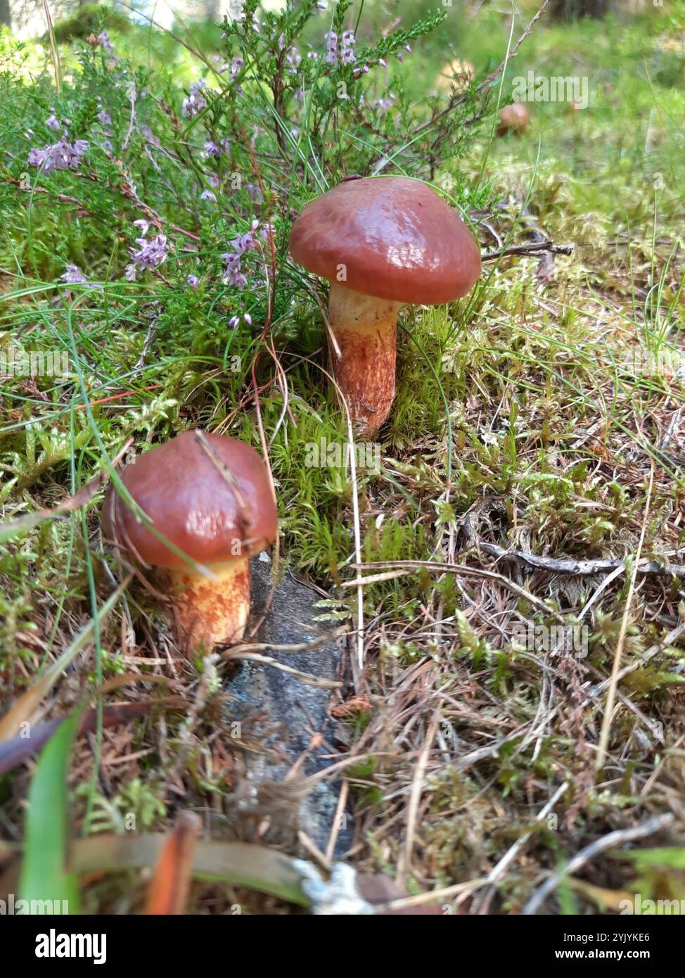 Purple-veiled Slippery Jack (Suillus luteus Stock Photo - Alamy