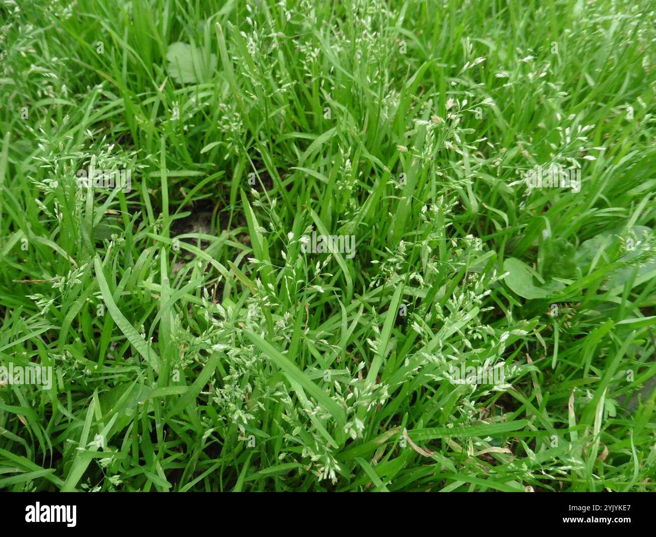 Annual Meadow-grass (Poa annua Stock Photo - Alamy