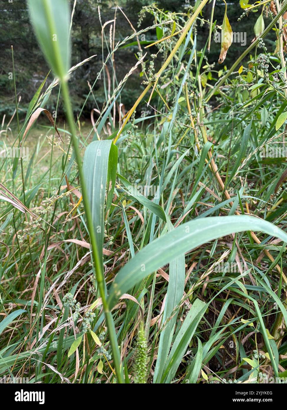 Green Bristle Grass (Setaria viridis Stock Photo - Alamy