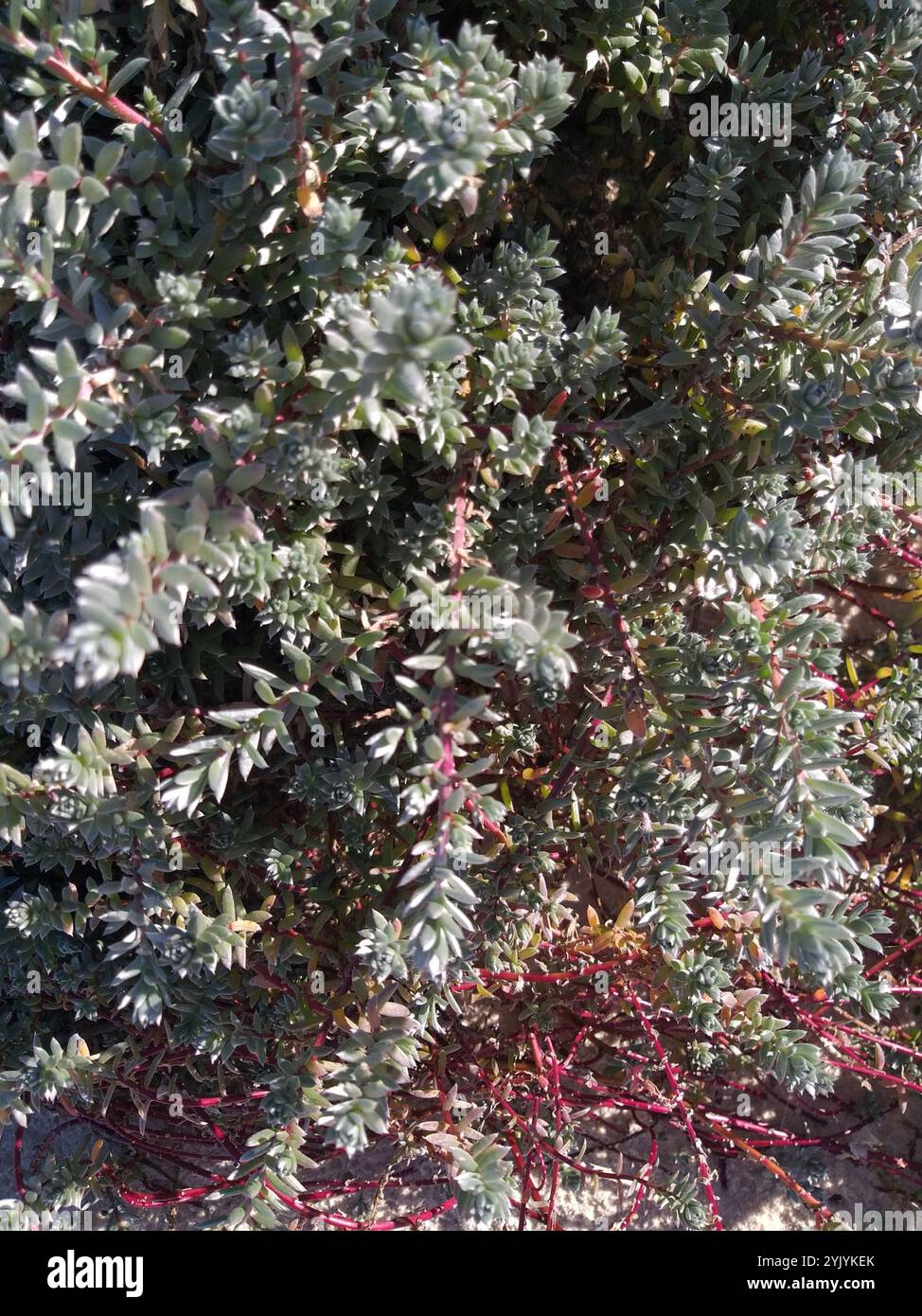 Beach Soutbos (Chenolea diffusa Stock Photo - Alamy