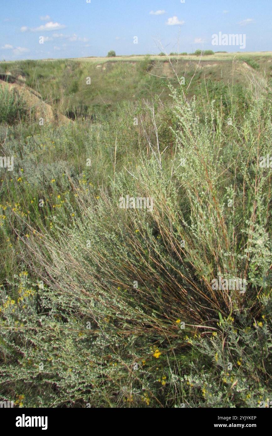 Field Sagewort (Artemisia campestris Stock Photo - Alamy