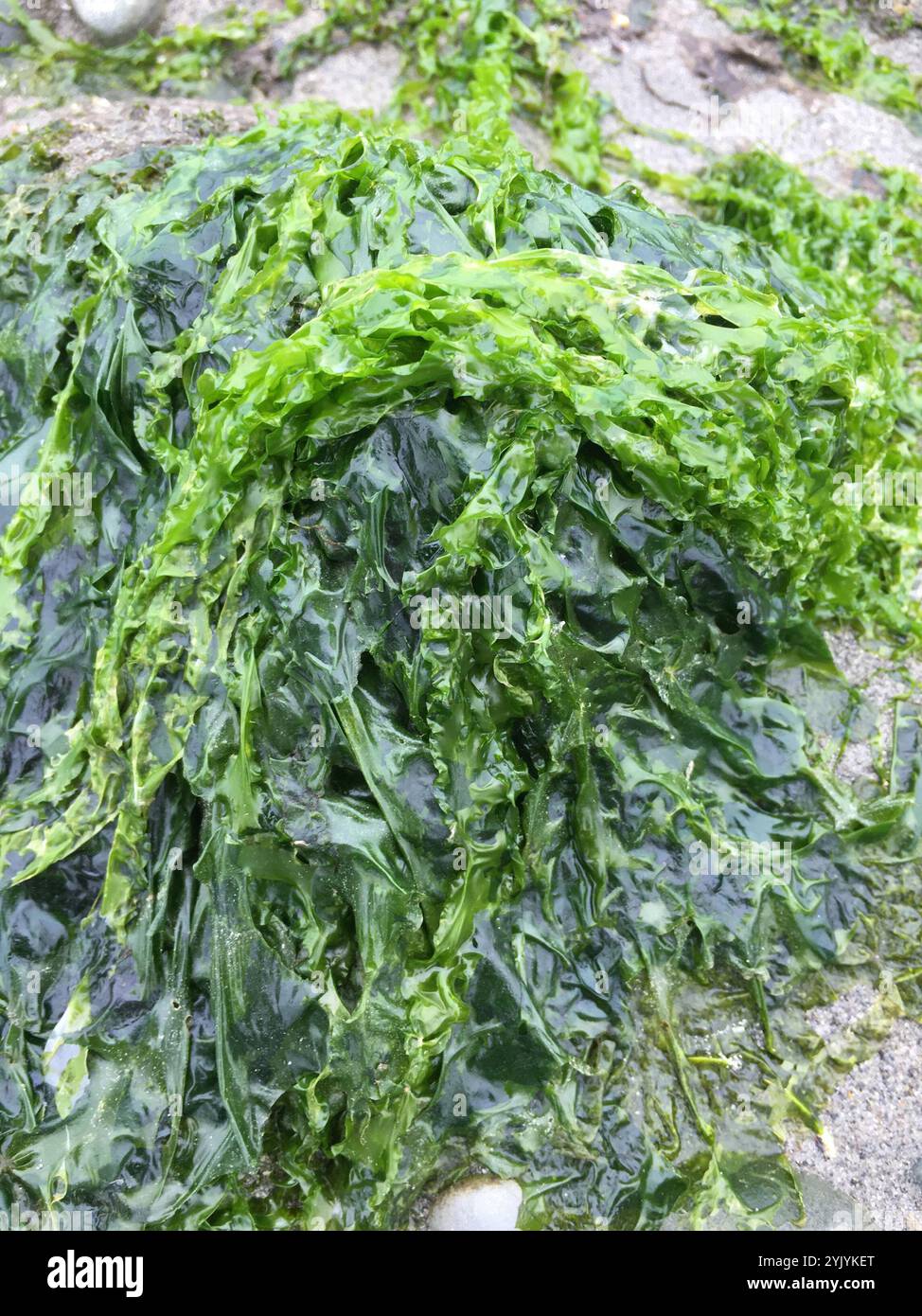 Broadleaf Sea Lettuce (Ulva lactuca Stock Photo - Alamy