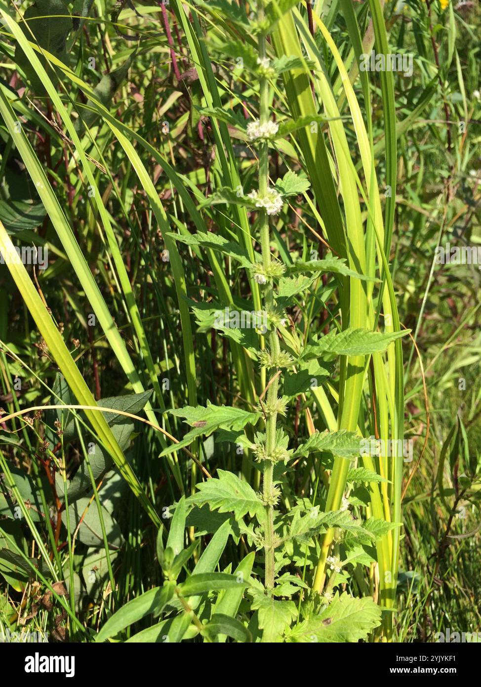 European water-horehound (Lycopus europaeus Stock Photo - Alamy