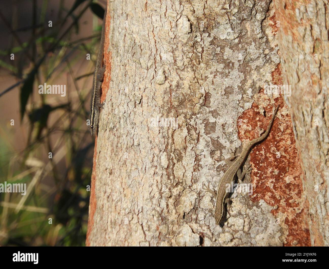 Common Dwarf Gecko (Lygodactylus capensis Stock Photo - Alamy