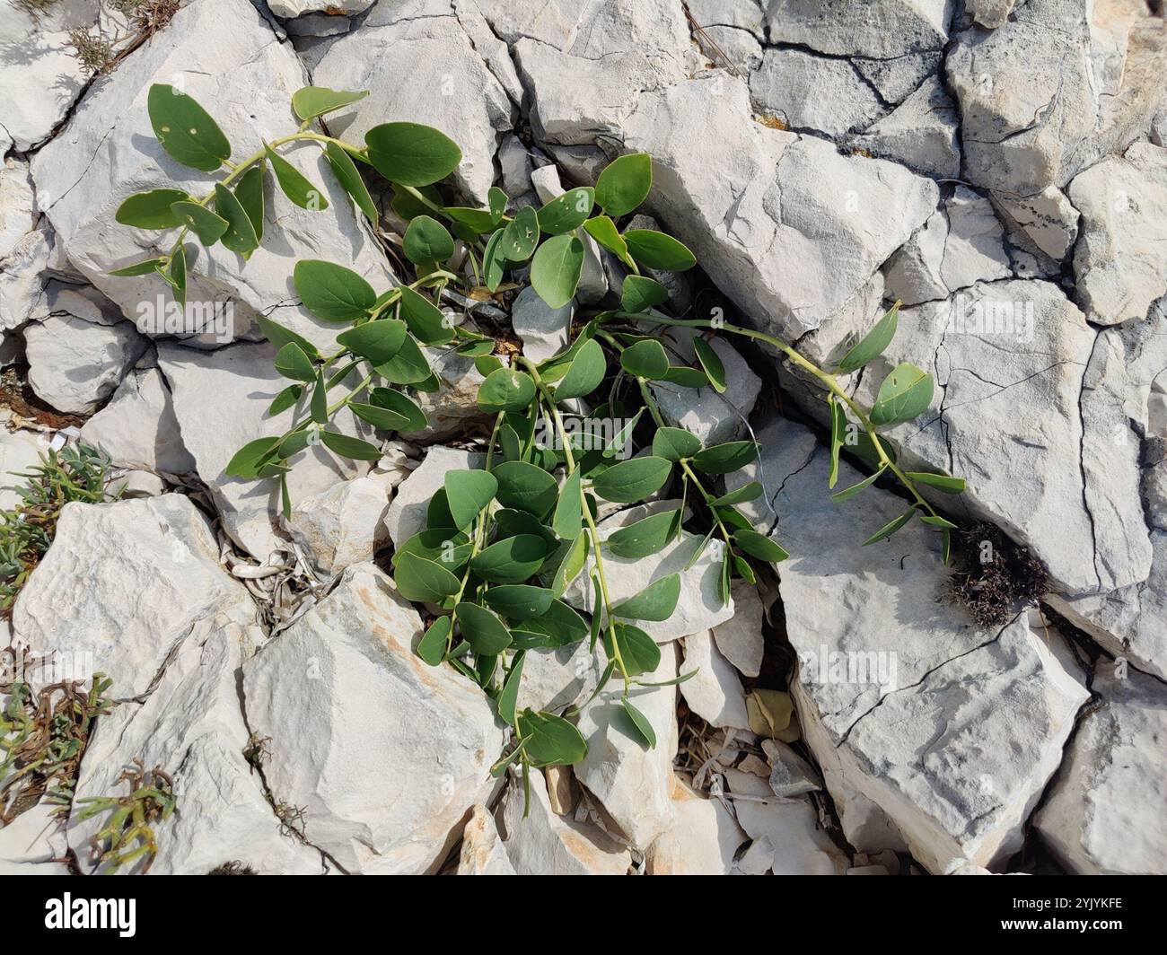 Rock Caper (Capparis orientalis Stock Photo - Alamy