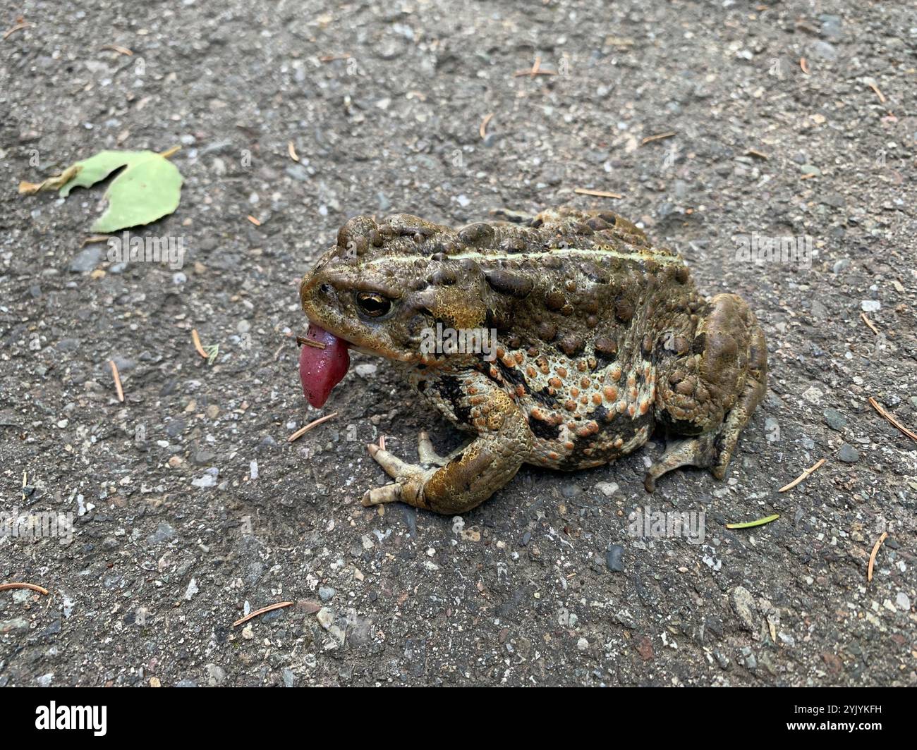 Western Toad (Anaxyrus boreas Stock Photo - Alamy