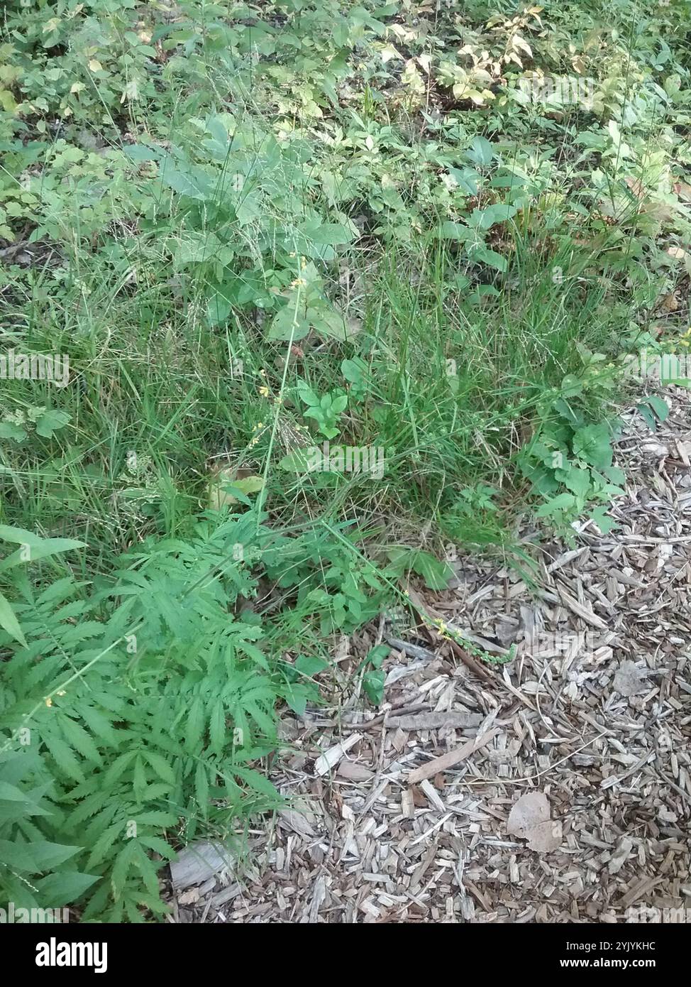 swamp agrimony (Agrimonia parviflora Stock Photo - Alamy